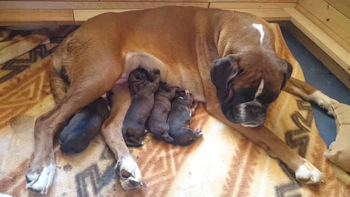 Vrh A :: Aster-felix